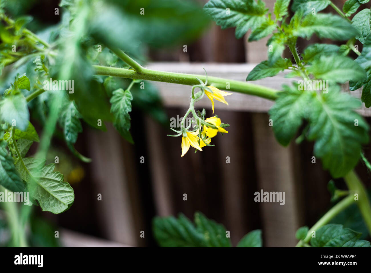 Tomato plant flower hi-res stock photography and images - Alamy