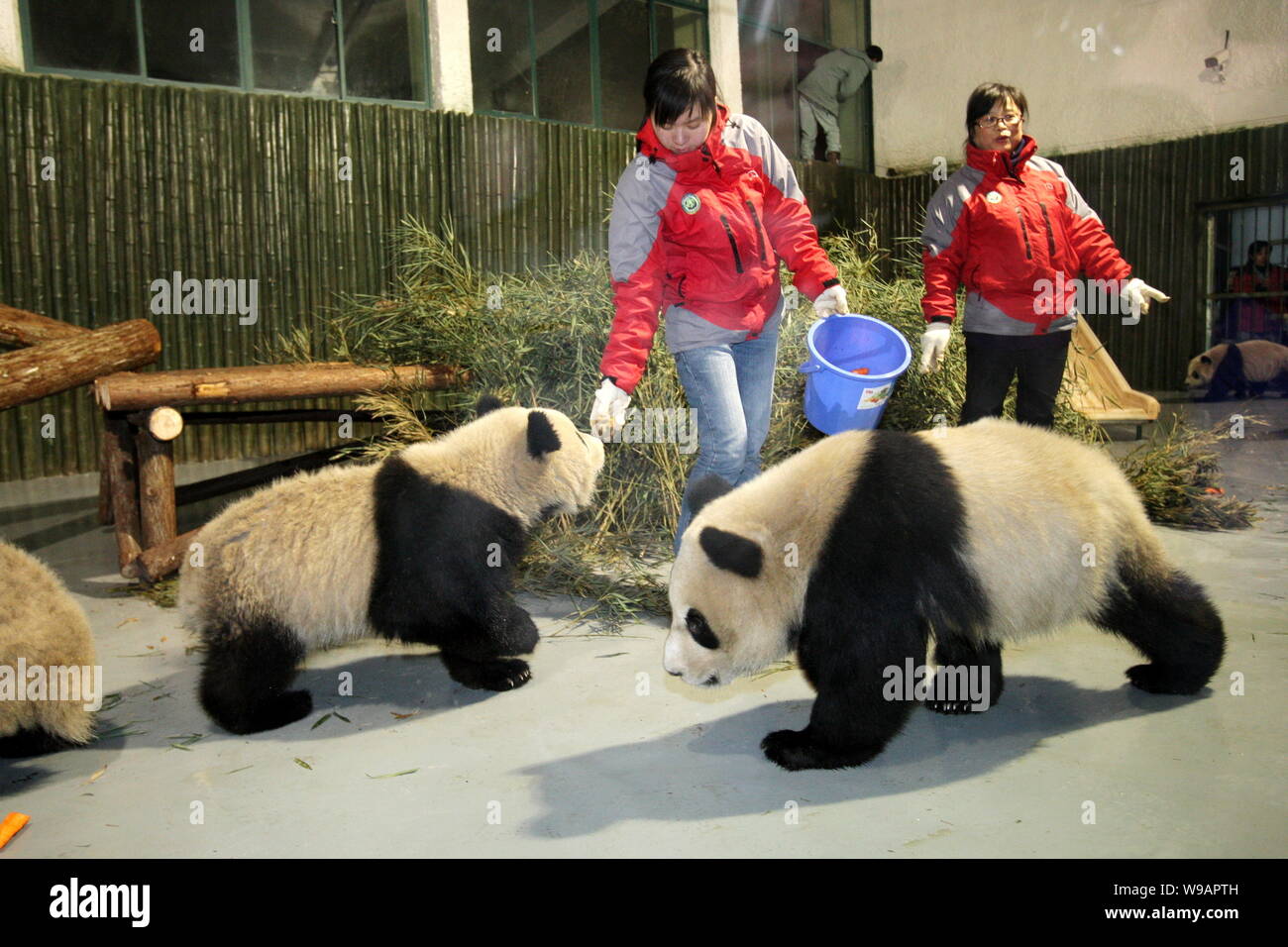 Chinese breeders feed giant pandas from Bifengxia Base of the Wolong ...