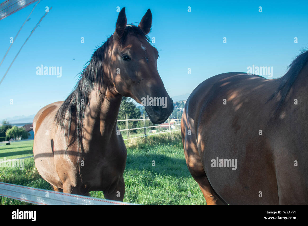Beautiful young mare hi-res stock photography and images - Alamy