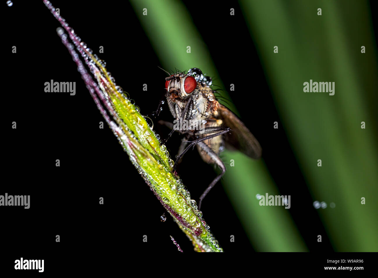 Black eye drops hi-res stock photography and images - Alamy