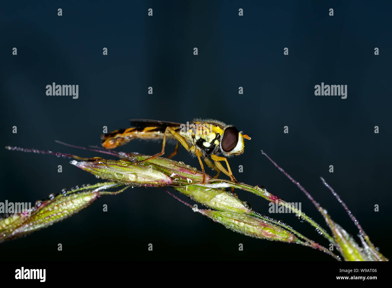 Wet compound hi-res stock photography and images - Alamy