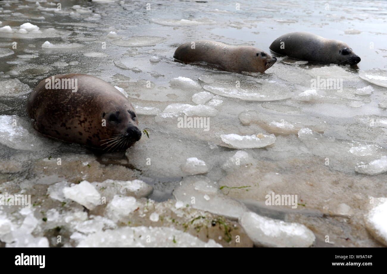 Harbor seals are seen stranded in an icy lake in the Dongpaotai scenic ...