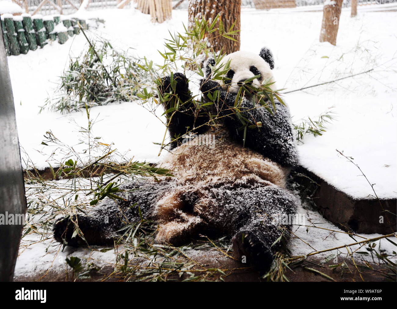 A giant panda eats bamboo on the snow-blanketed ground after a heavy ...