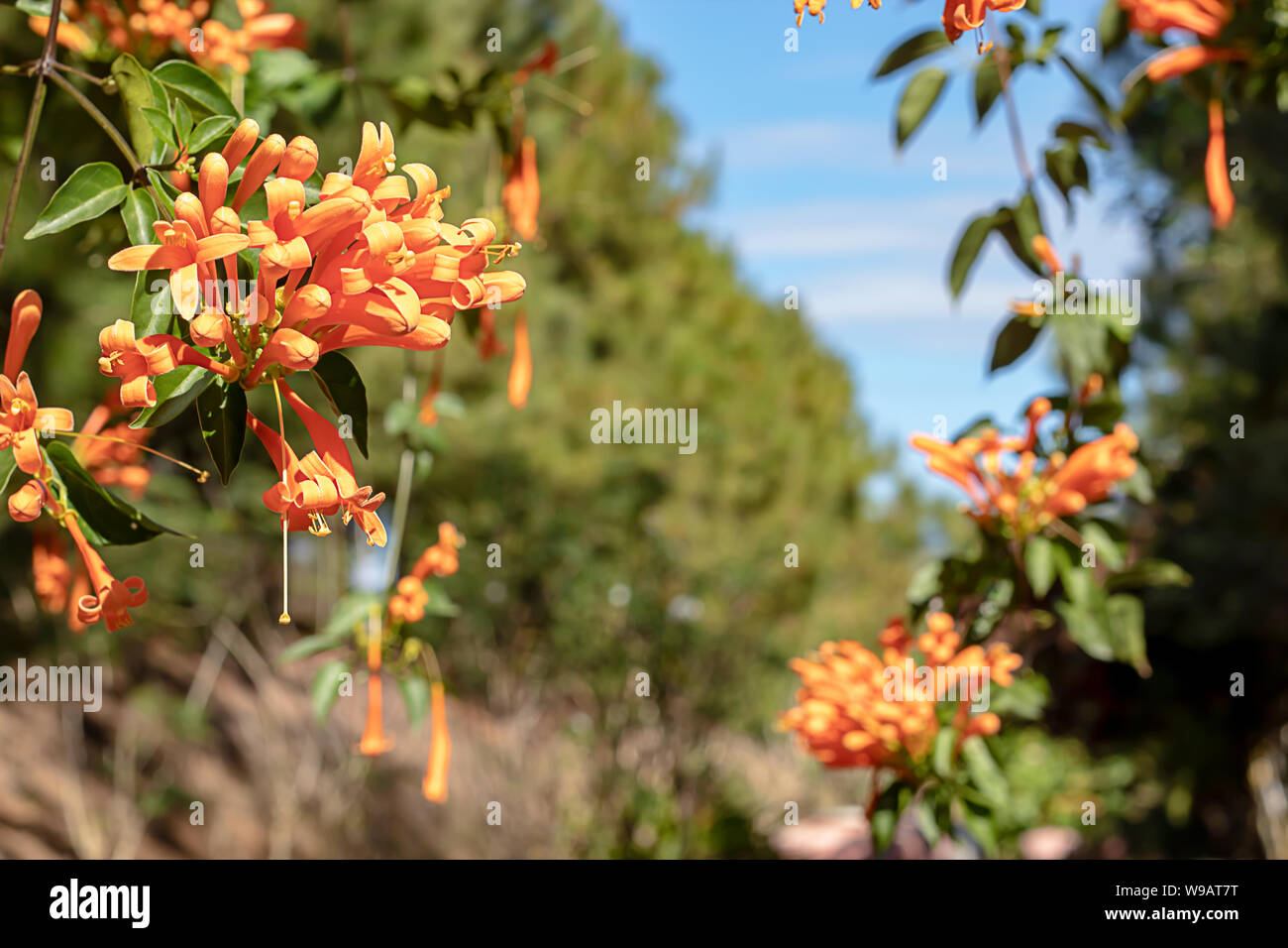 Firecracker vine hi-res stock photography and images - Alamy
