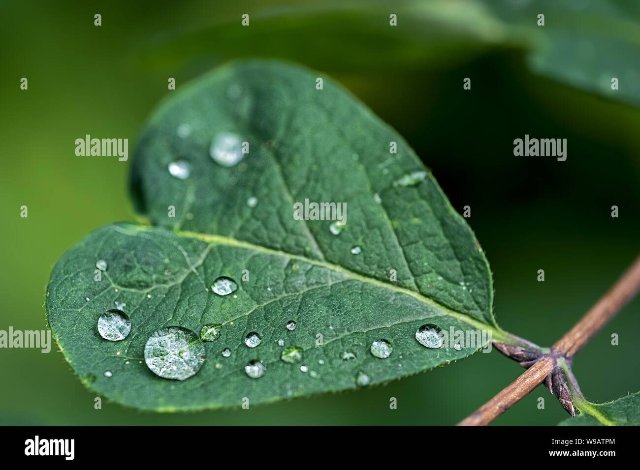 heart shaped leaf with rain drops Stock Photo - Alamy