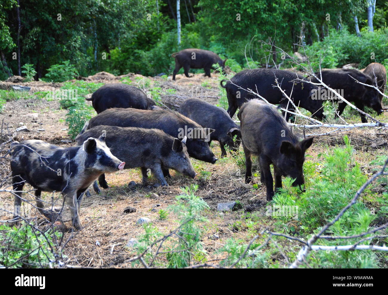 A pack of wild boars are seen at suburb areas of Heihe city, northeast ...