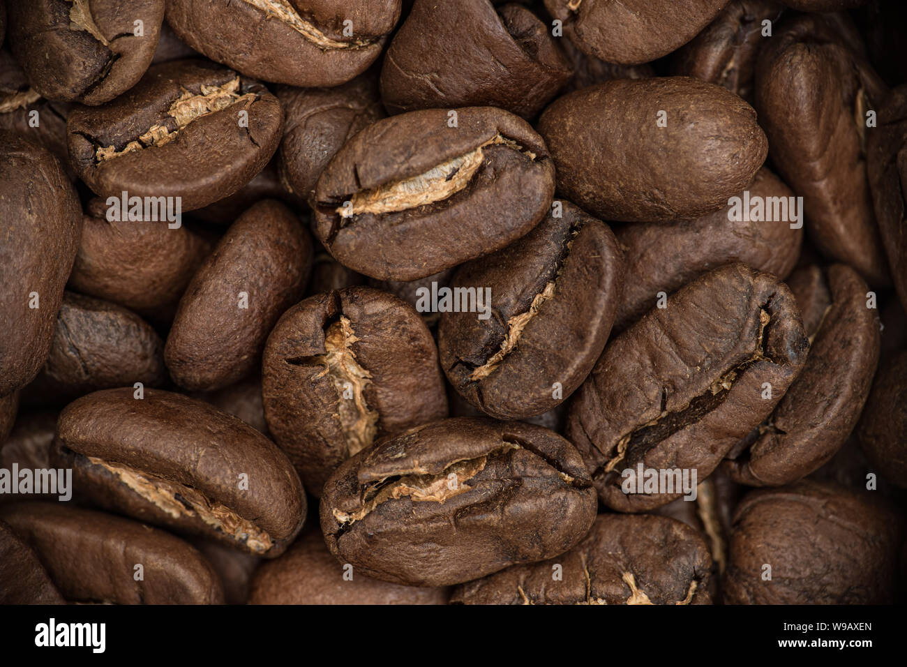 Maragogype coffee beans hi-res stock photography and images - Alamy