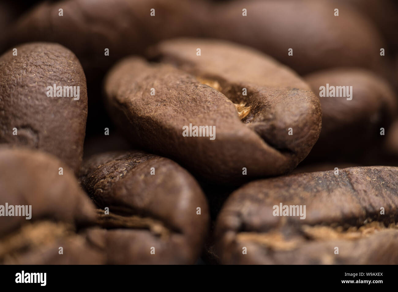 Maragogype coffee beans hi-res stock photography and images - Alamy