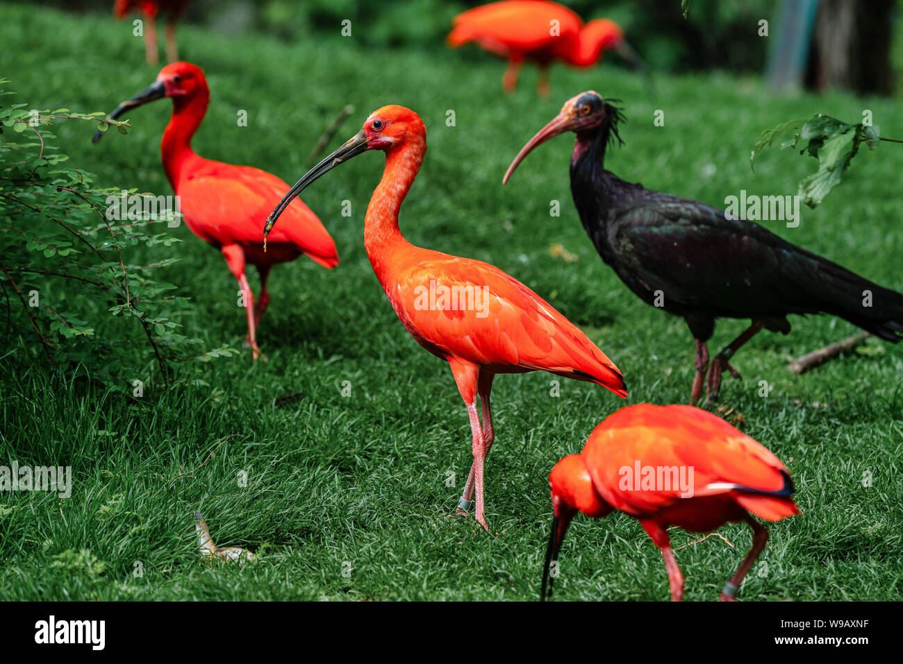 Scarlet ibis, Eudocimus ruber. Wildlife animal in the zoo Stock Photo ...
