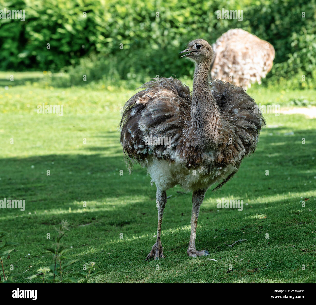 Darwin's rhea, Rhea pennata also known as the lesser rhea Stock Photo ...
