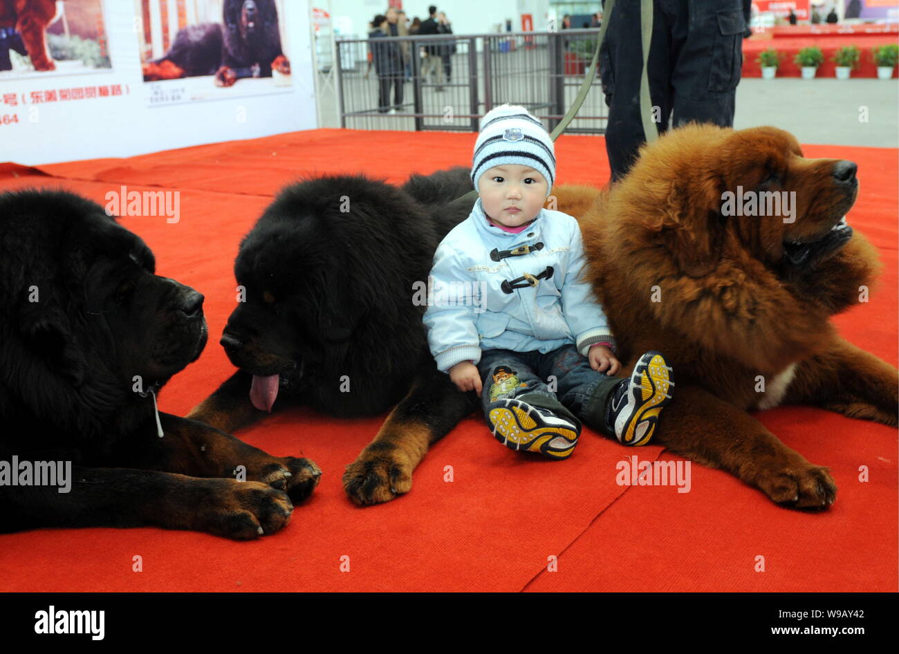 Tibetan mastiff china hi-res stock photography and images - Alamy