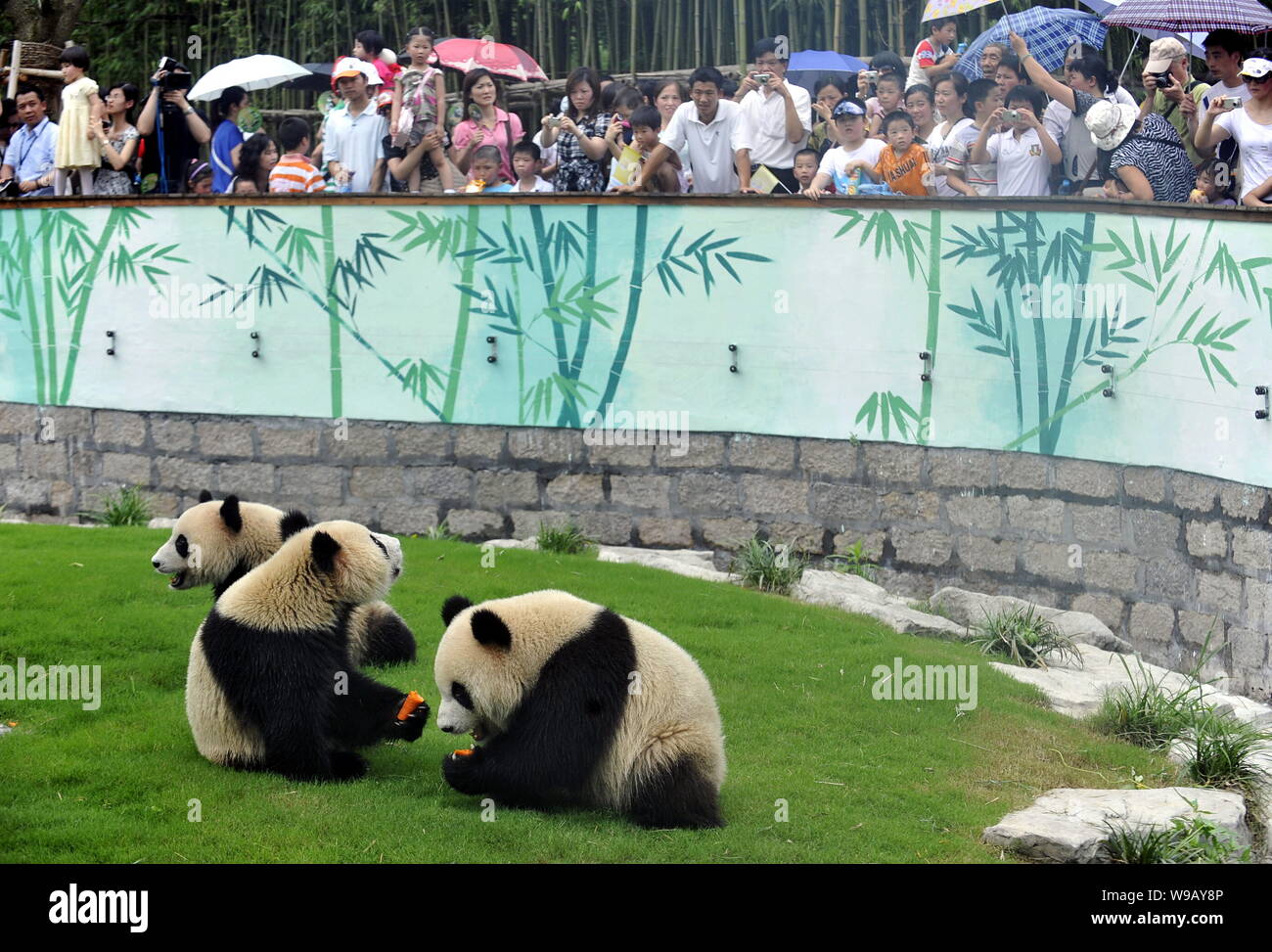 Tourists look at the Expo pandas in the Expo Panda House in the ...
