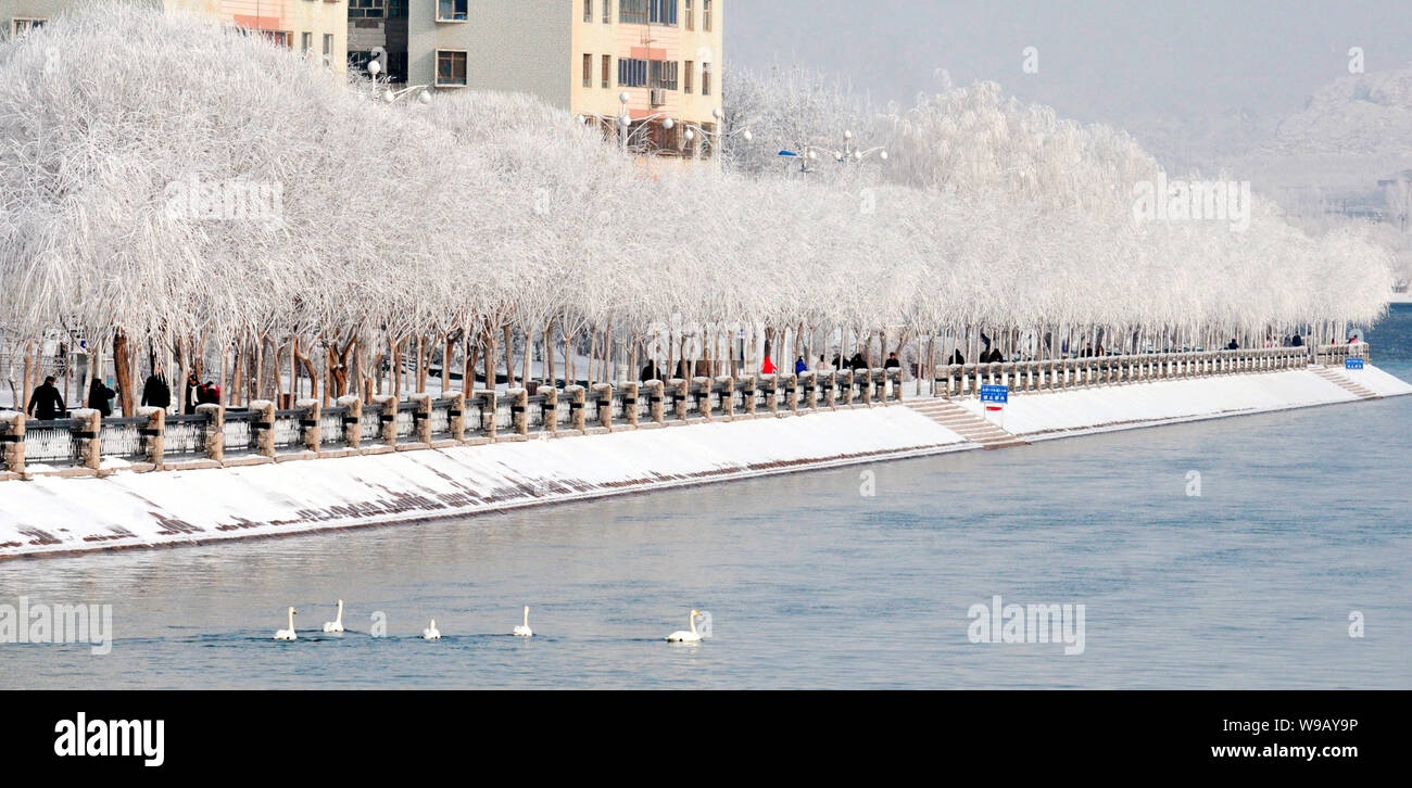 View of the rime scenery in Korla city, northwest Chinas Xinjiang Uygur ...