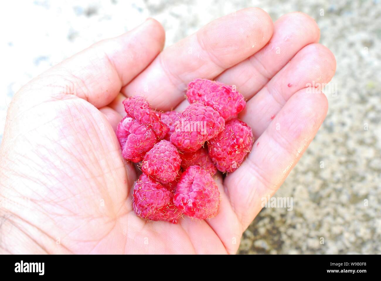 man hand holding Raspberries image of a Stock Photo - Alamy