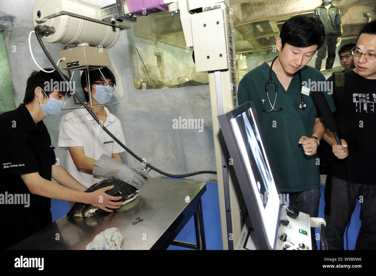 Penguin x ray hi-res stock photography and images - Alamy