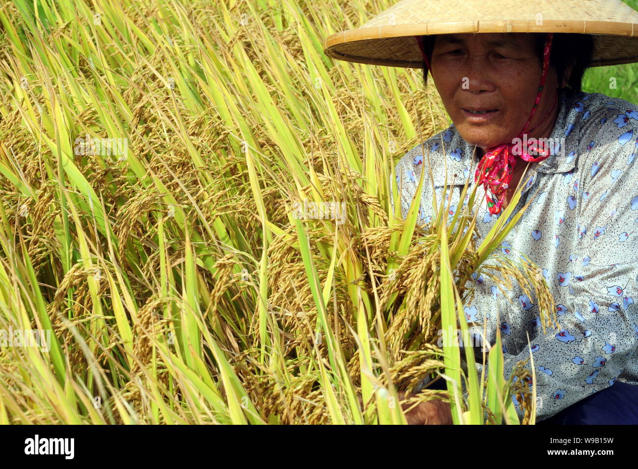 --FILE--A Chinese farmer harvests rice in her field in Peilan village ...
