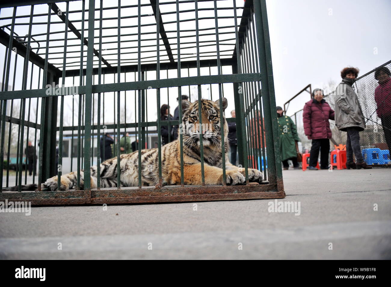 Local Chinese residents look at a tiger kept in the cage outside a ...