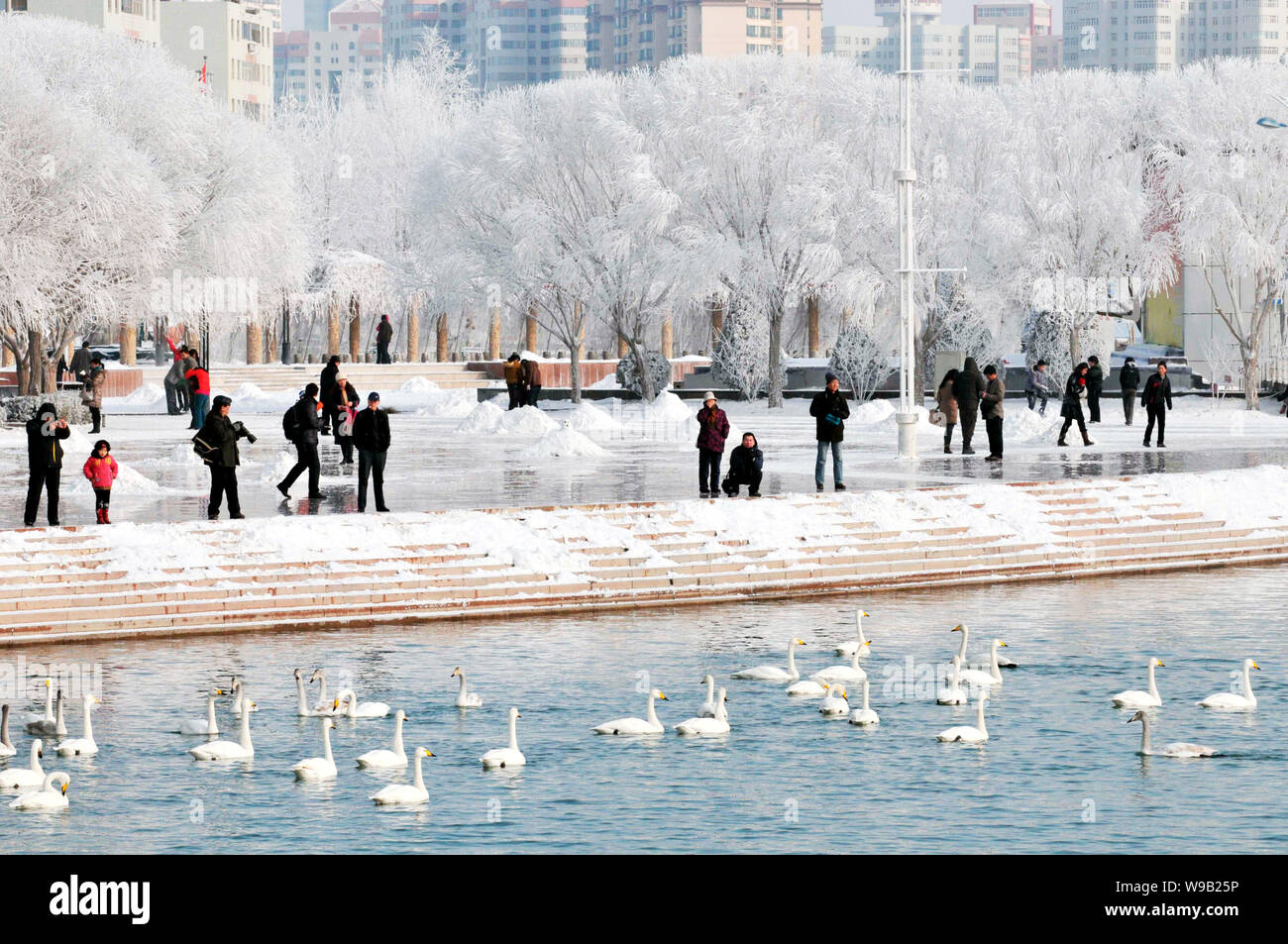 View of the rime scenery in Korla city, northwest Chinas Xinjiang Uygur ...