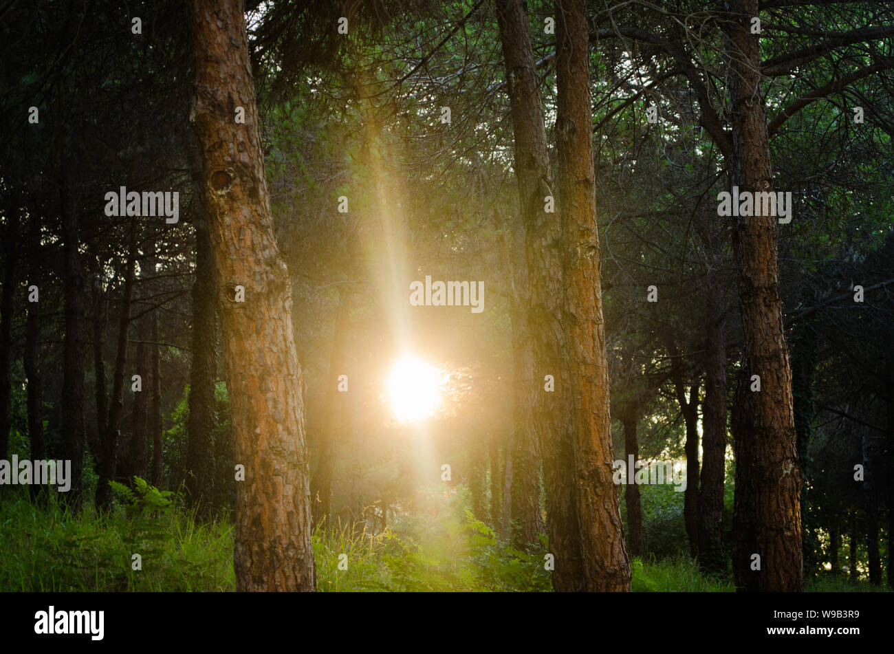 sun between trees Stock Photo - Alamy