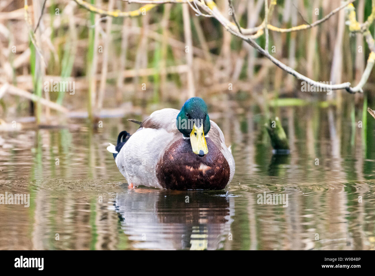 Mallard look at the reflection Stock Photo - Alamy