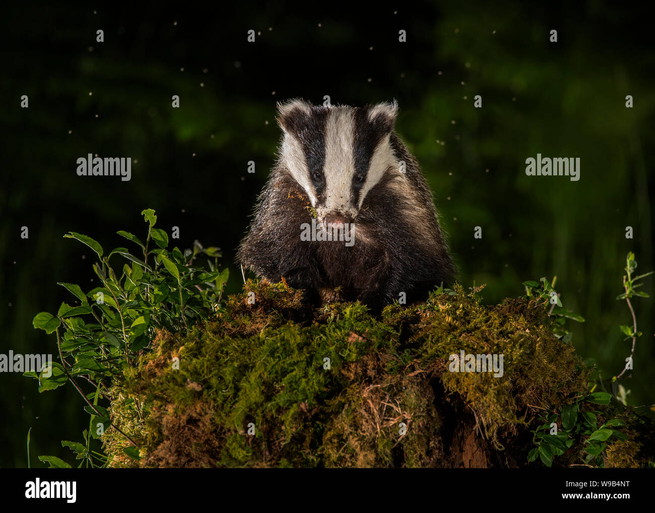 Badger night hi-res stock photography and images - Alamy