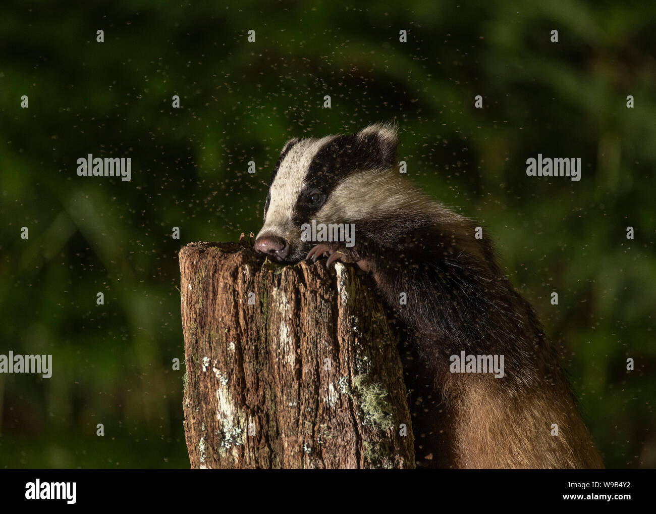 Scottish badger hi-res stock photography and images - Alamy