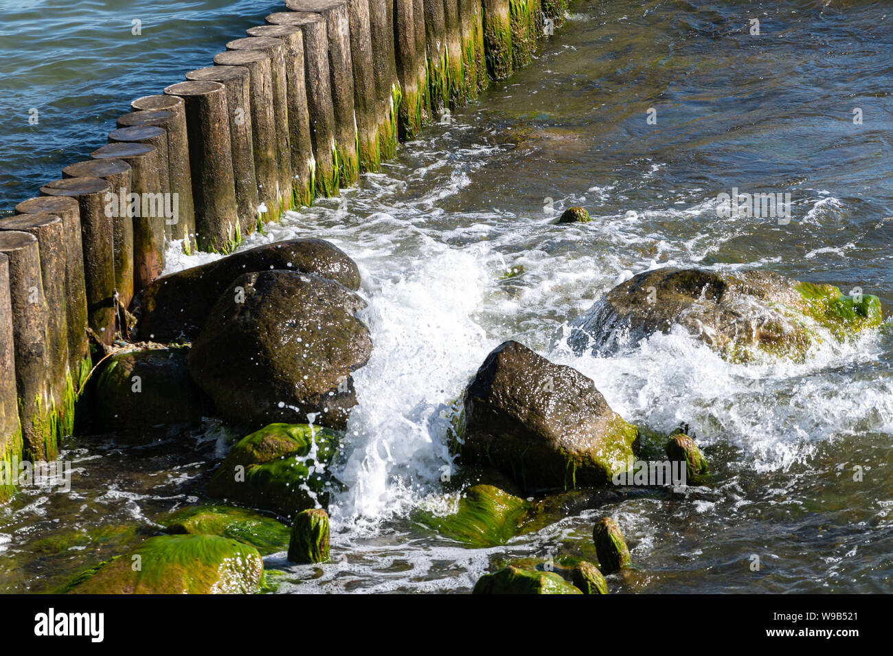 Sea tidal bore. Waves break on stones overgrown by moss and algae ...