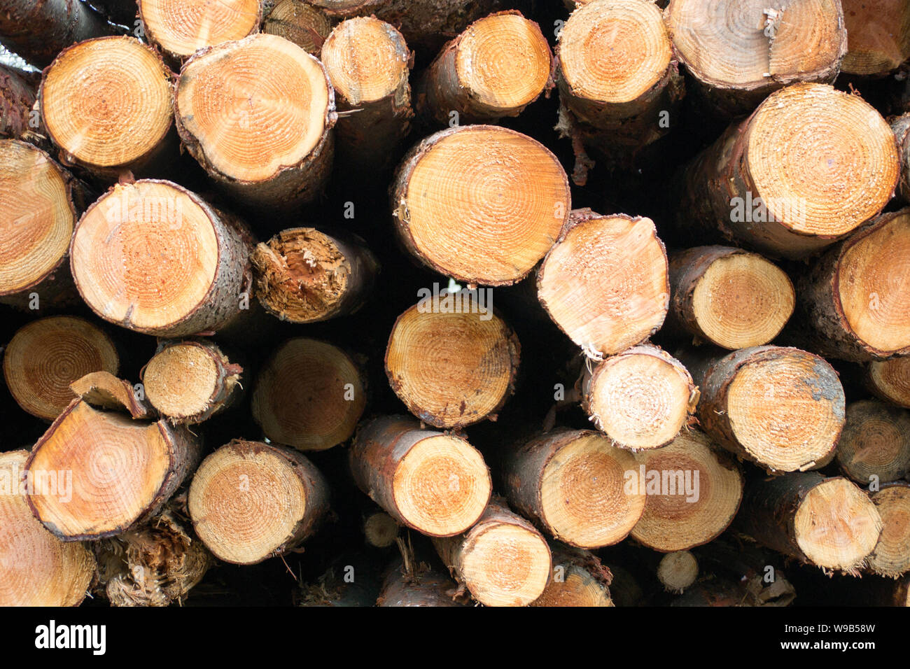 Freshly cut lumber, detail of the circular section cut Stock Photo - Alamy