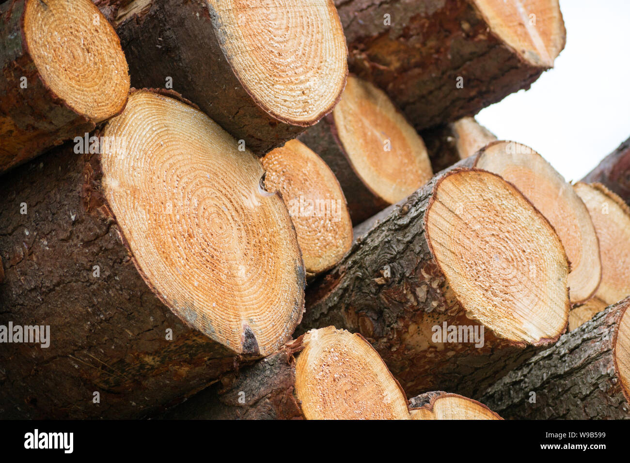 Freshly cut lumber, detail of the circular section cut Stock Photo - Alamy