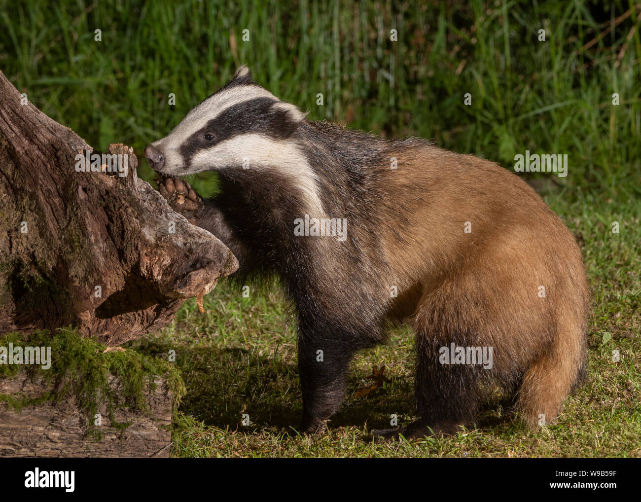 Scottish badger hi-res stock photography and images - Alamy