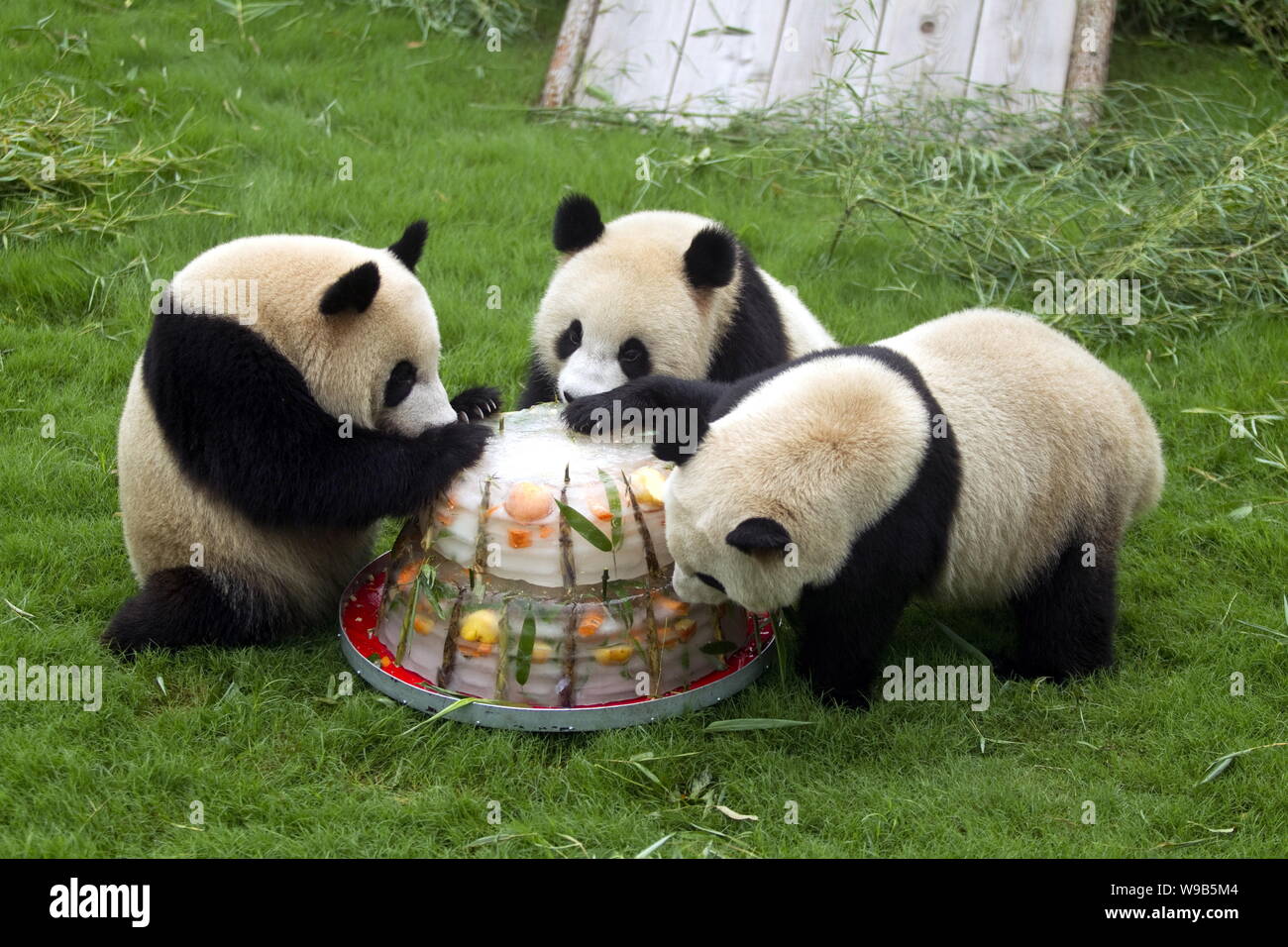 Three Expo pandas eat the cake specially made for their birthday in ...