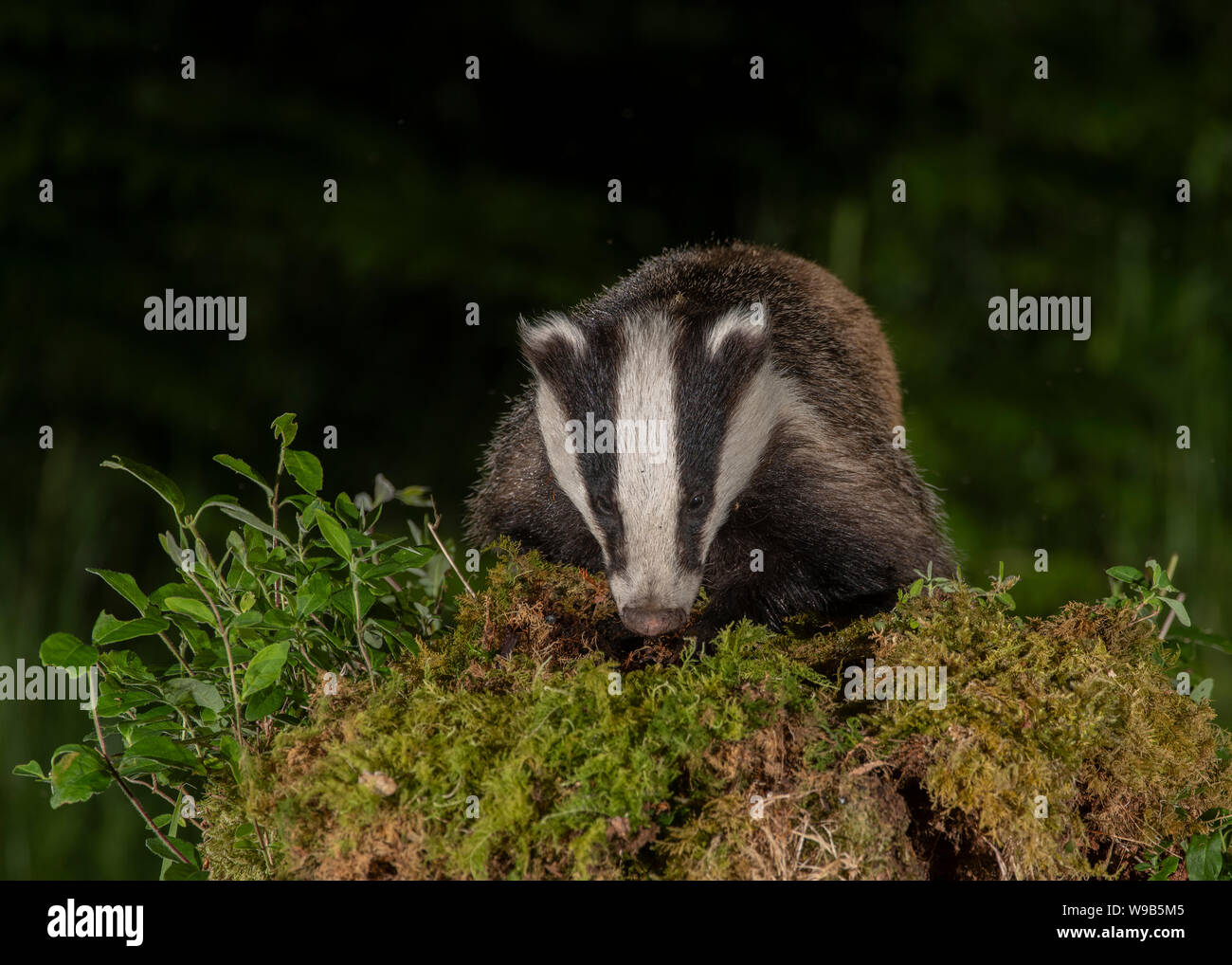 Scottish badger hi-res stock photography and images - Alamy