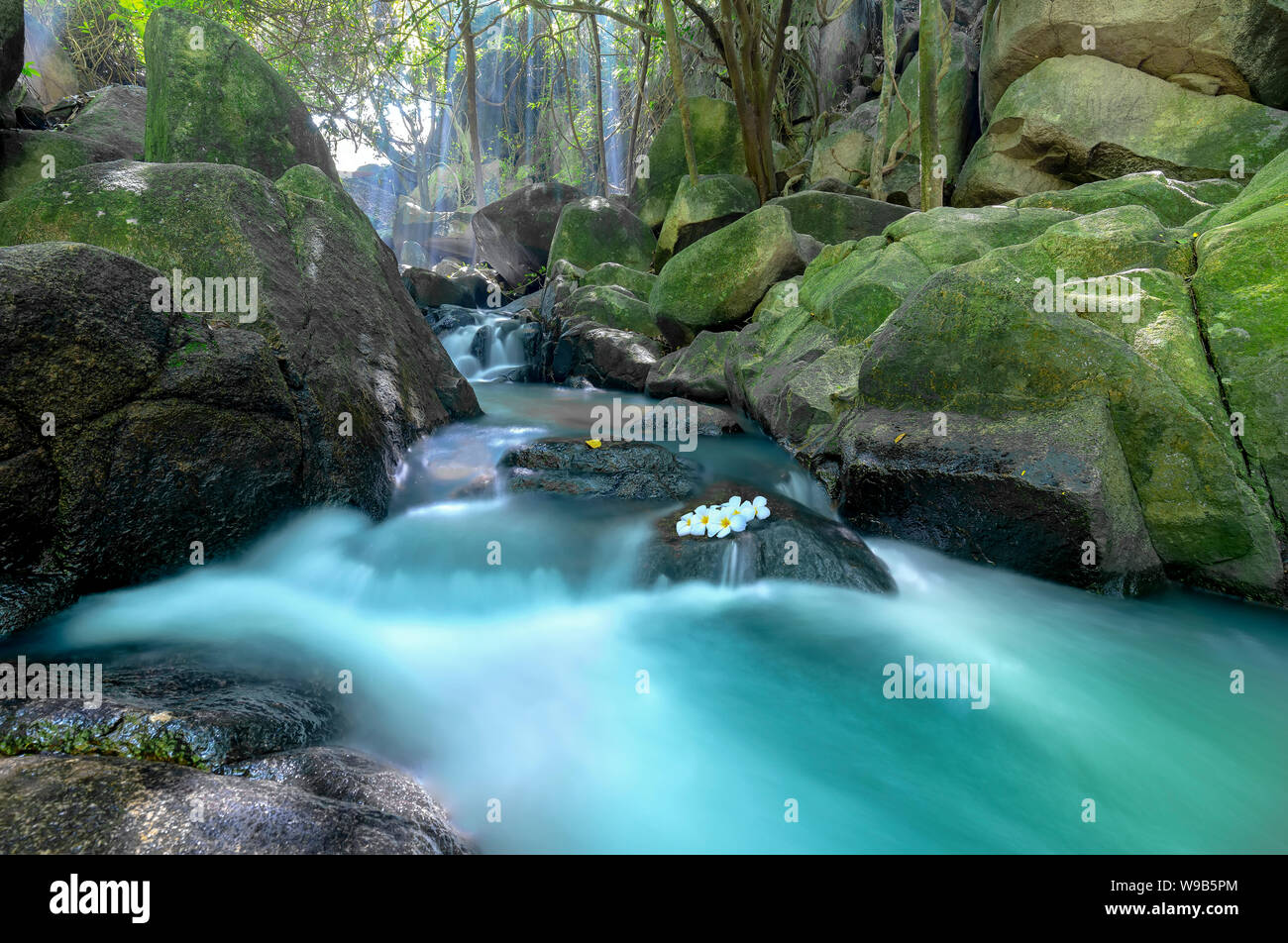 Magical stream in the heart of the green forest on a sunny morning ...