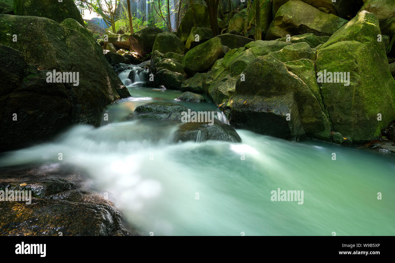Magical stream in the heart of the green forest on a sunny morning ...