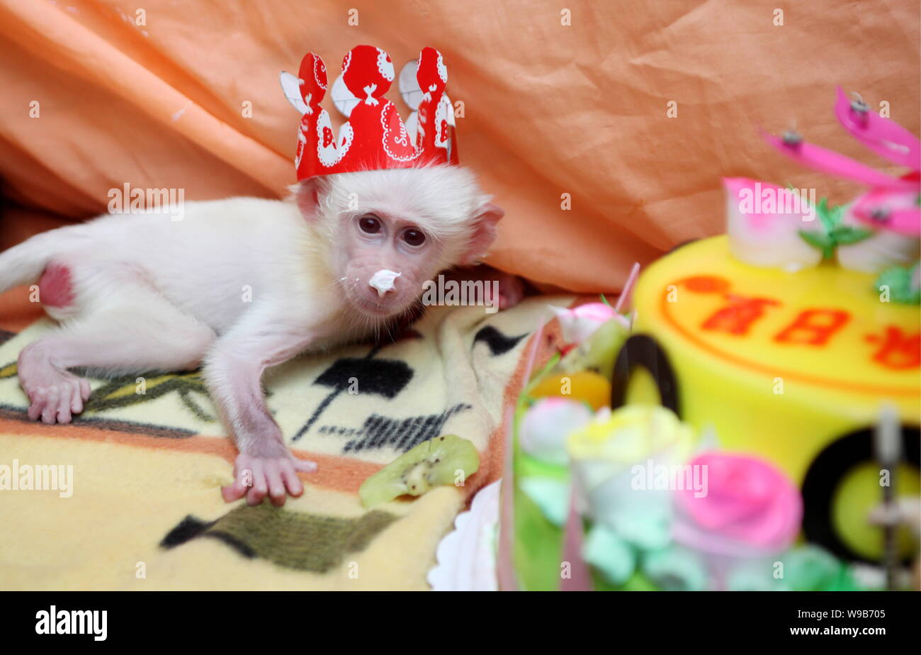 A white baboon baby tastes a cake celebrating the 100th day of its ...
