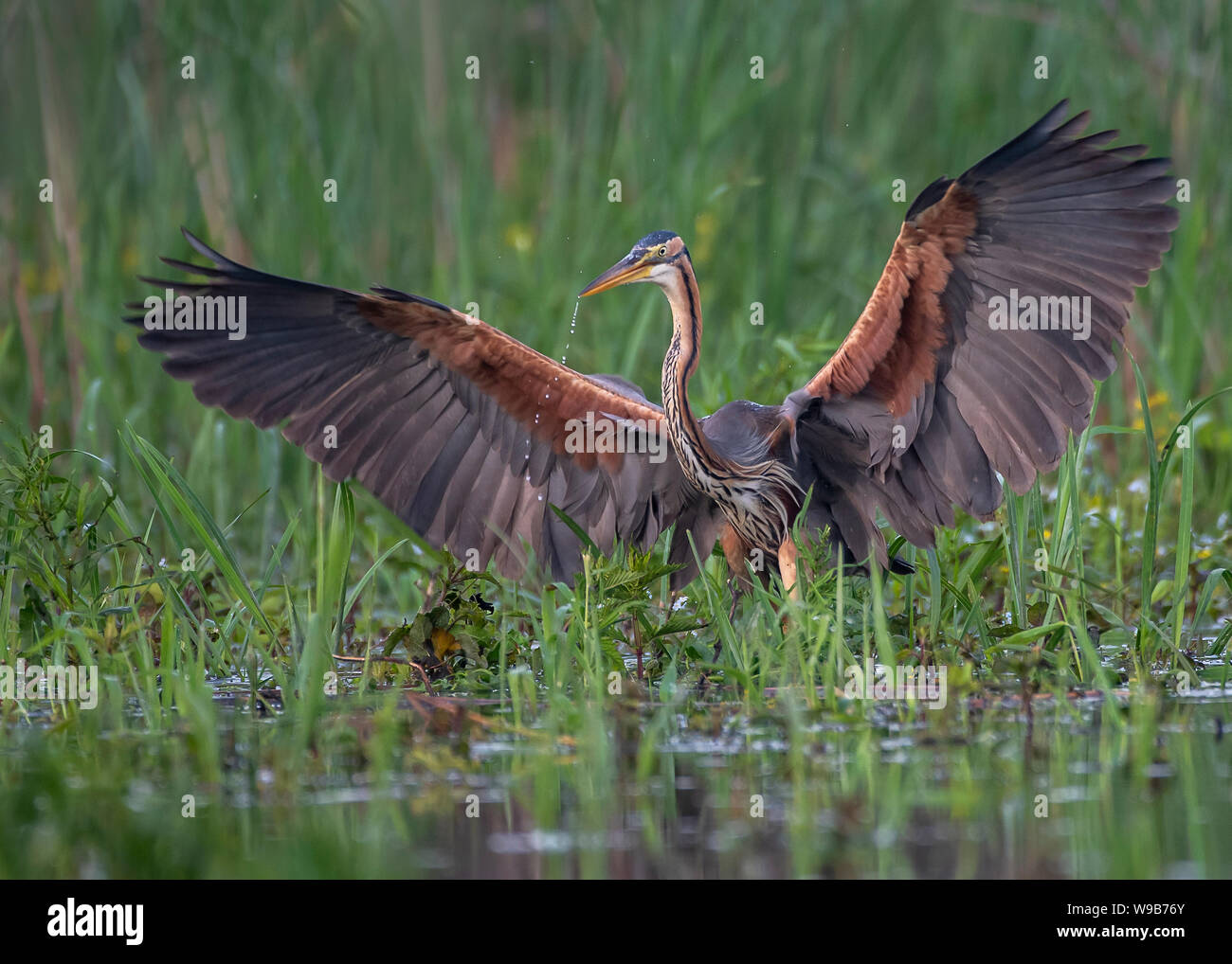 Heron purple (Ardea purpurea), Danube delta, Romania Stock Photo - Alamy