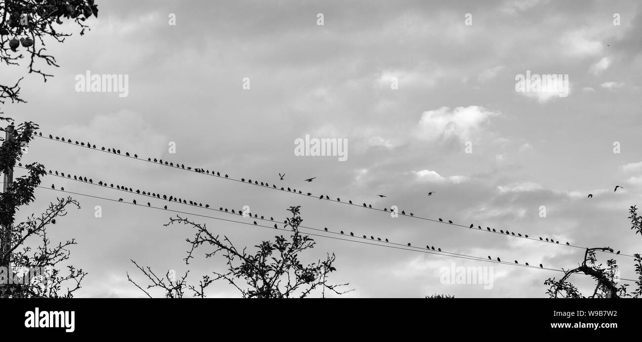 extra wide black and white shot of birds sitting on a wire Stock Photo ...