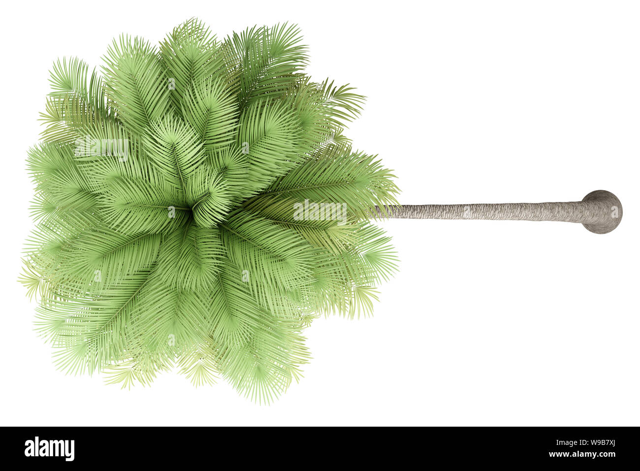 coconut palm tree isolated on white background. top view. 3d ...