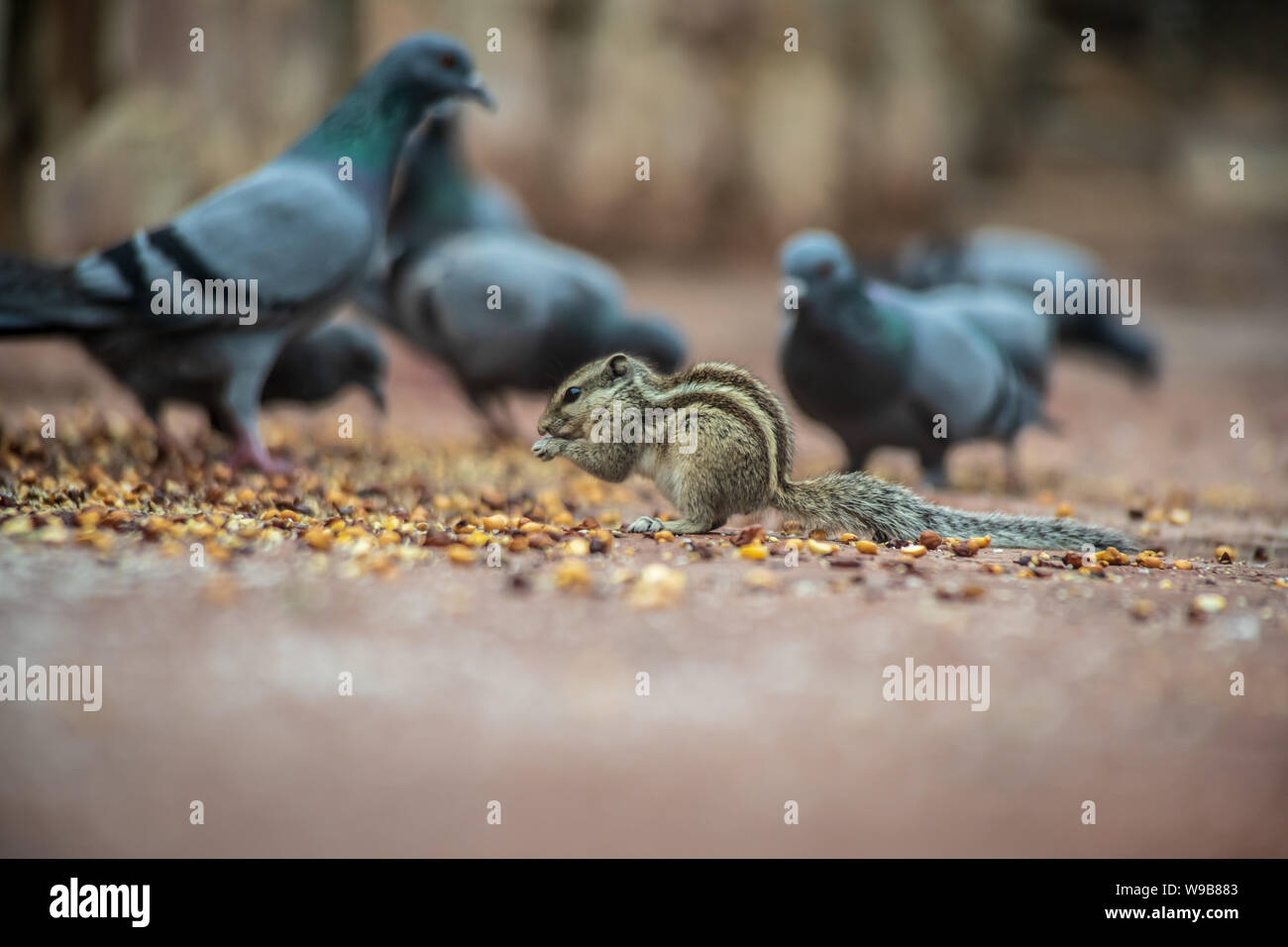 Squirrels and pigeons eat together in jaipur Stock Photo - Alamy