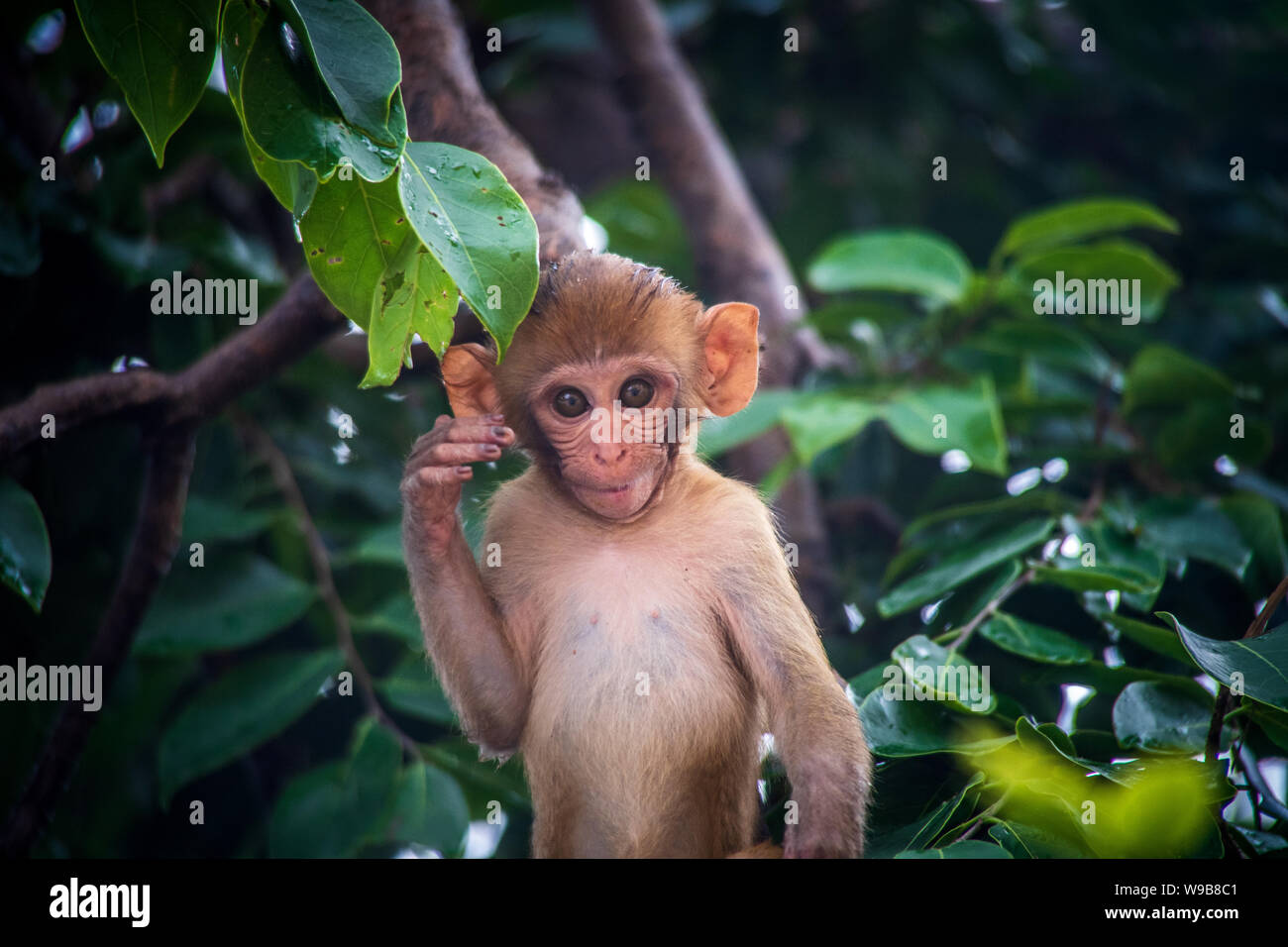 little monkey smile face in the bush Stock Photo - Alamy