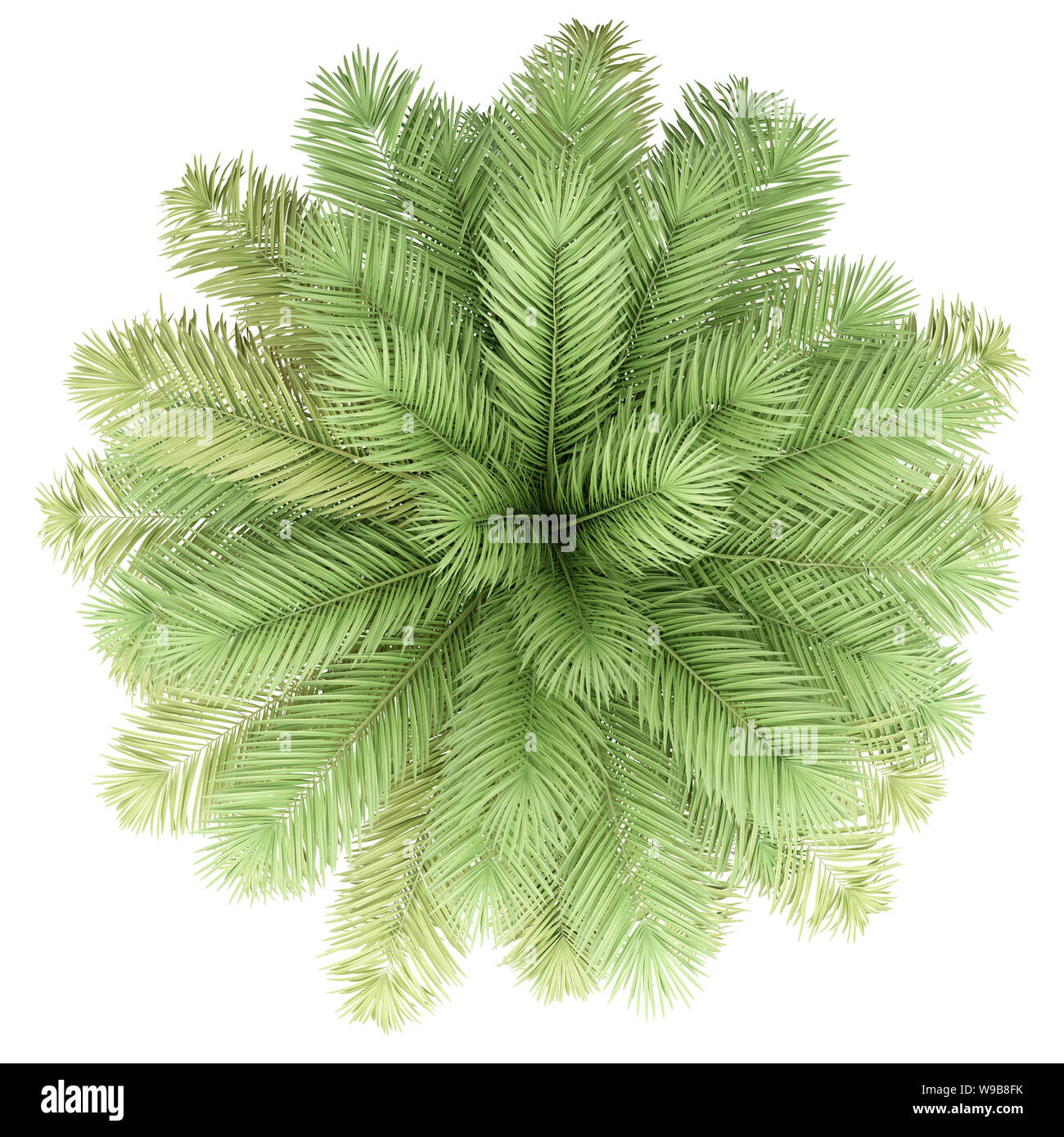Top view date palm tree hi-res stock photography and images - Alamy