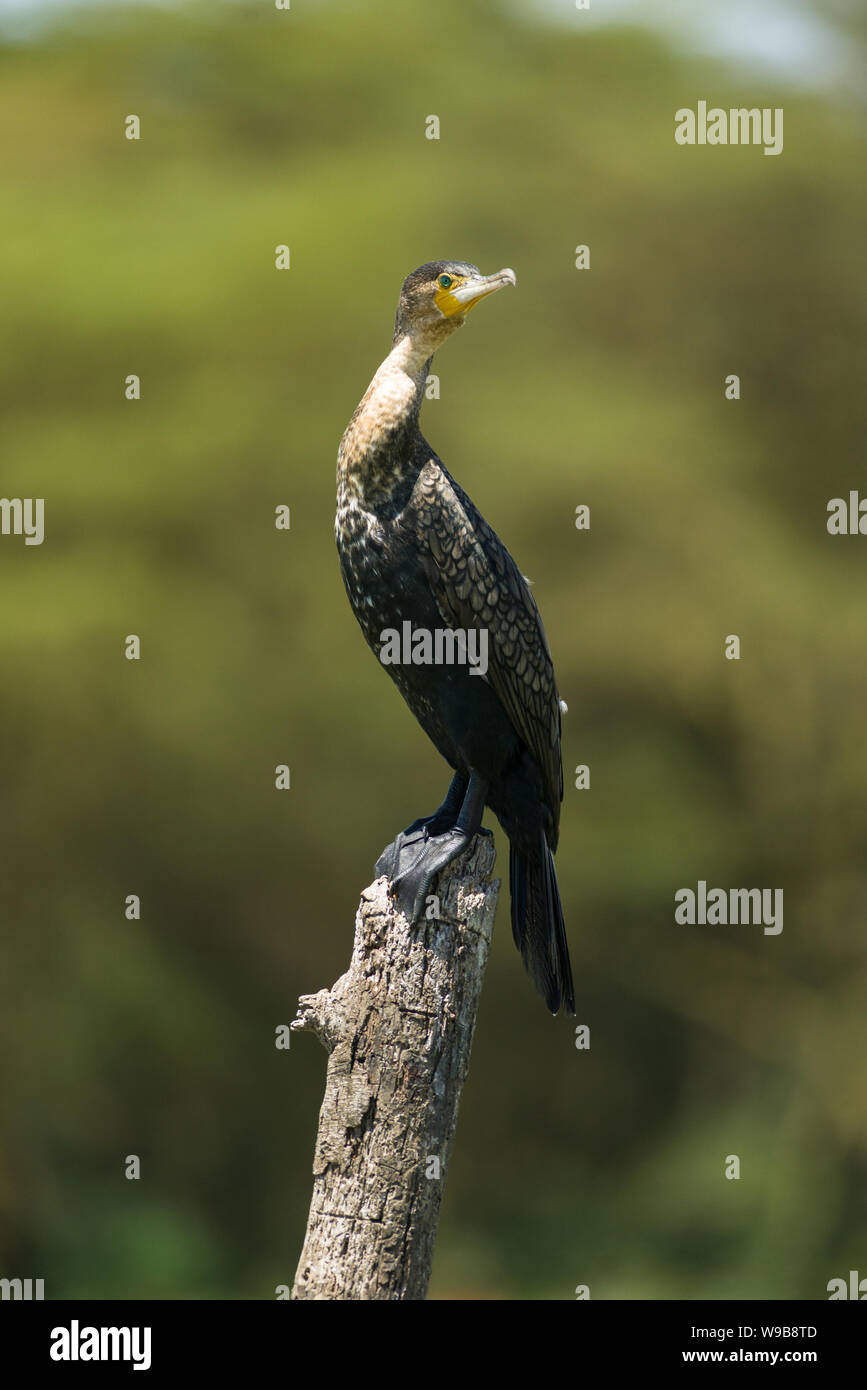 A White-breasted cormorant ( Phalacrocorax lucidus ) perched on dead ...