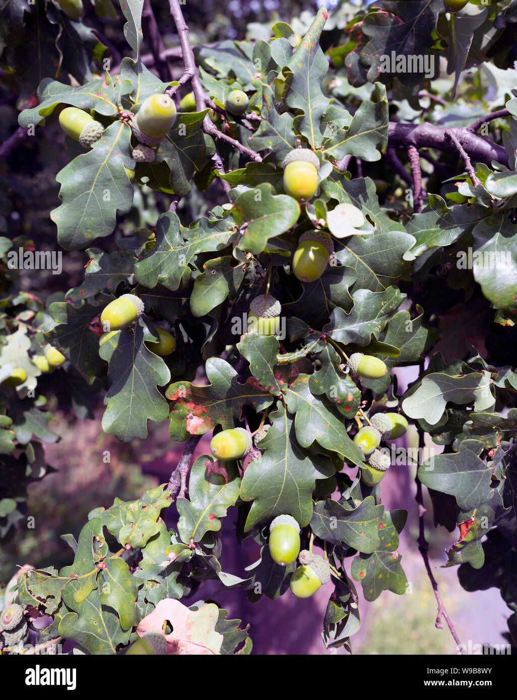 Many acorns hi-res stock photography and images - Alamy