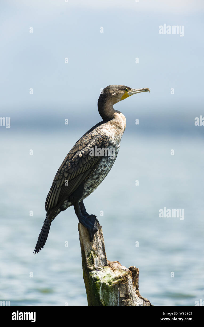 A White-breasted cormorant ( Phalacrocorax lucidus ) perched on dead ...