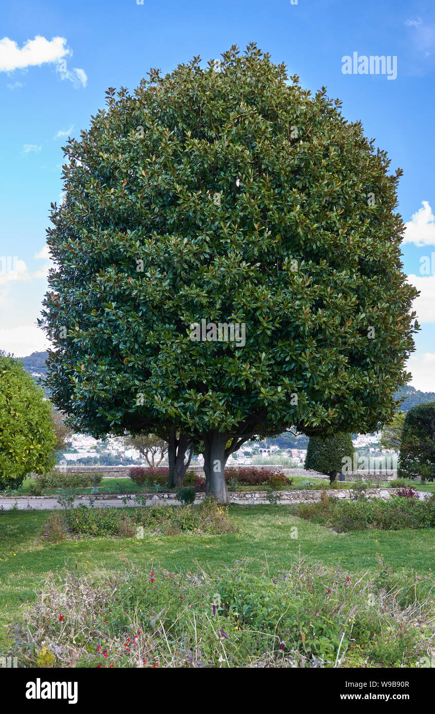 Beautiful tree in the Monastere de Cimiez Garden in Nice, France Stock ...