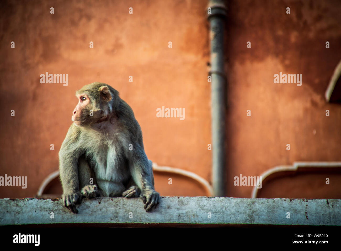monkey in pink city destination in jaipur Stock Photo - Alamy