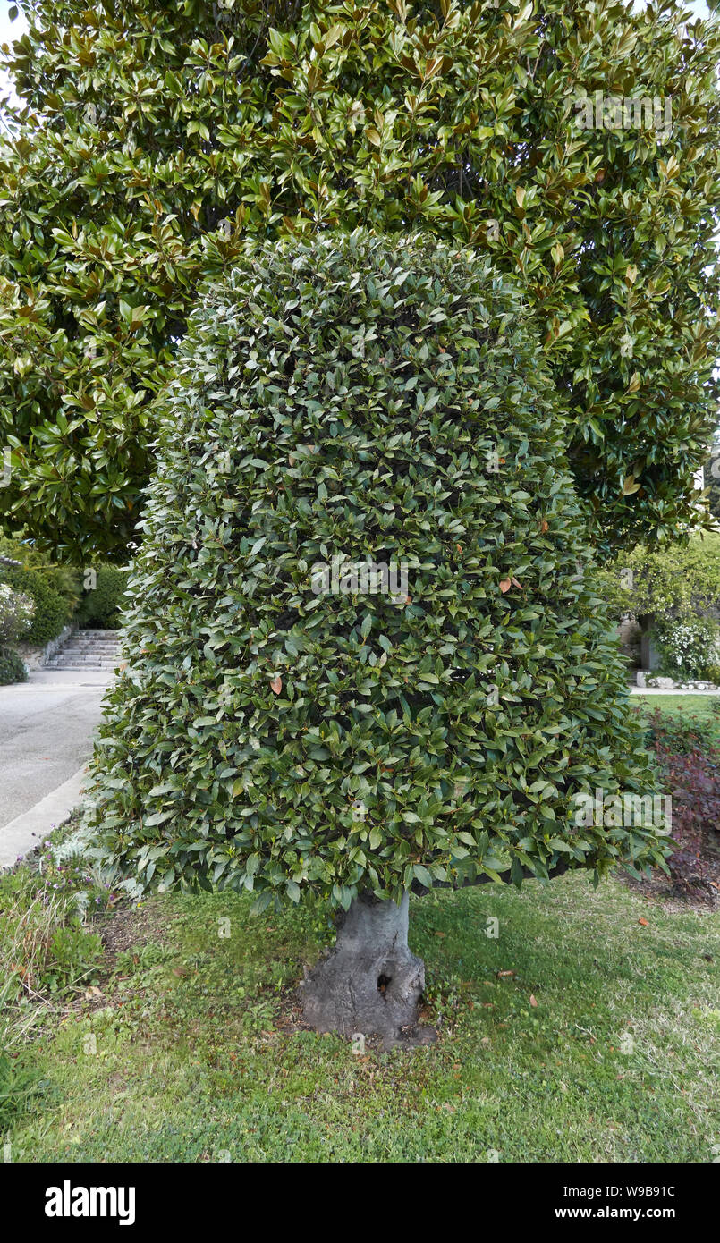 Beautiful small tree in the Monastere de Cimiez Garden in Nice, France ...