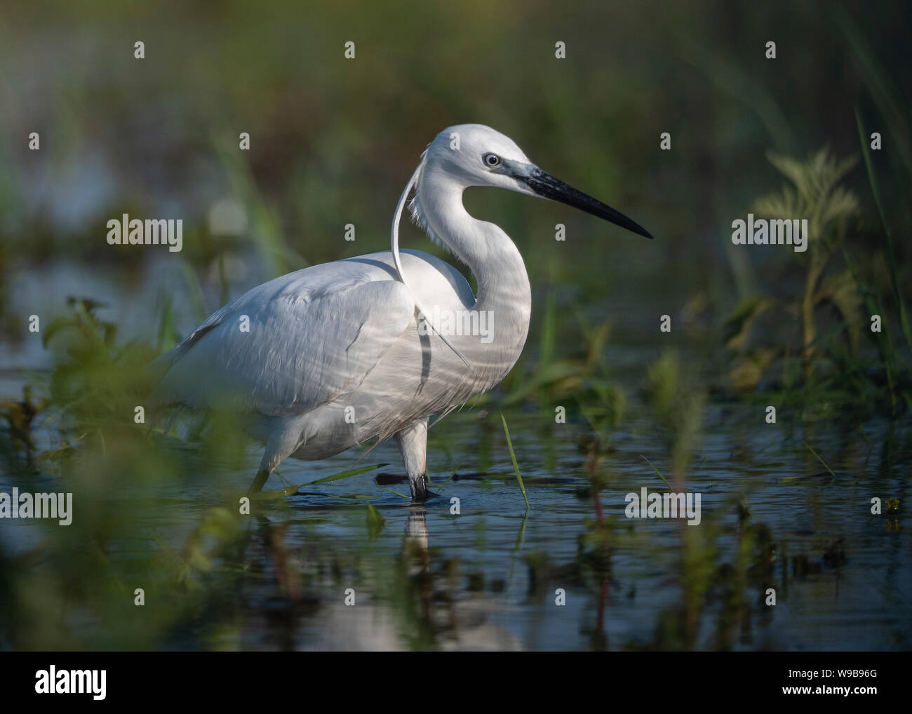 Little egret, Danube Delta, Romania Stock Photo - Alamy