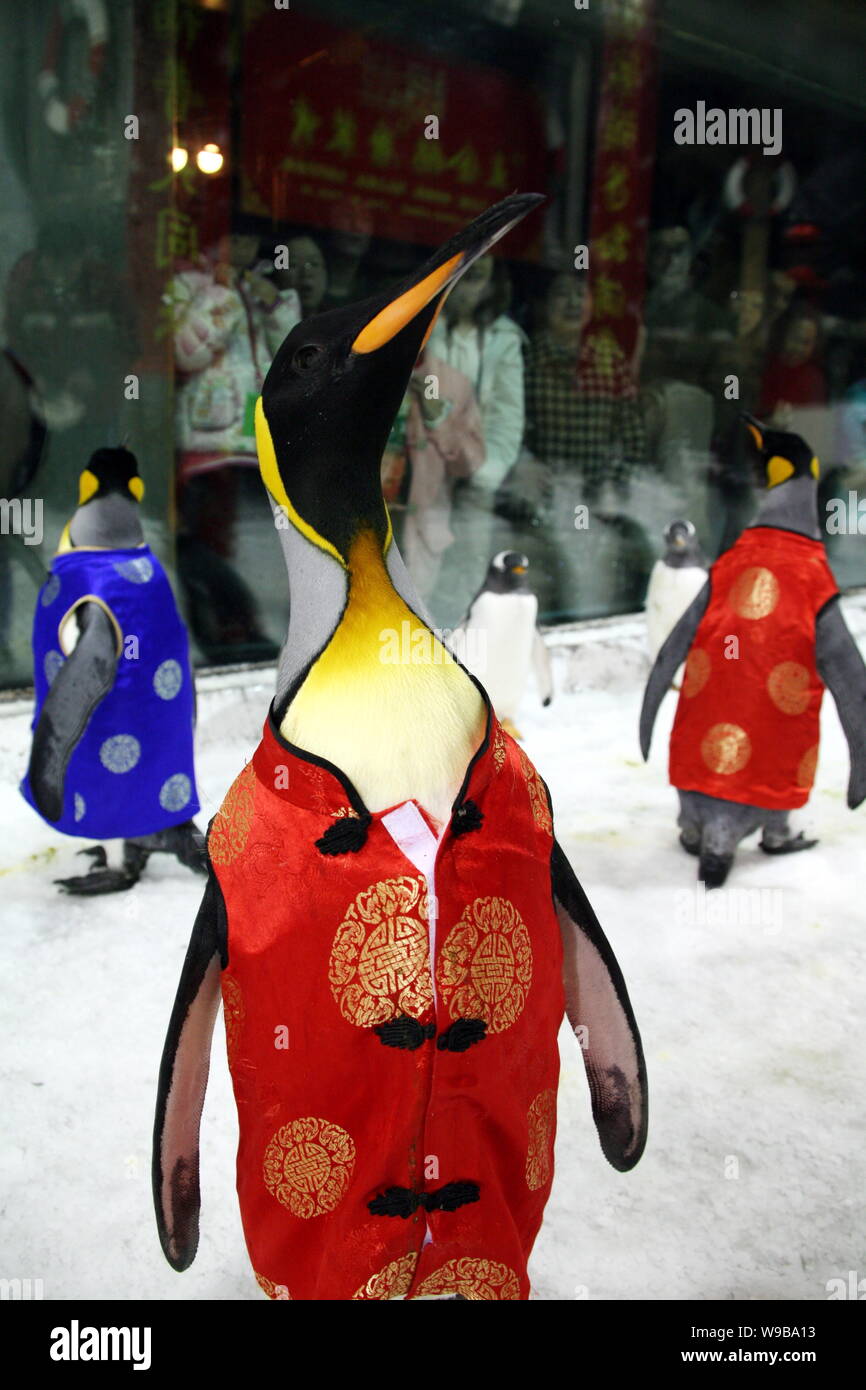 Chinese visitors look at penguins wearing the Tang suit, a traditional ...