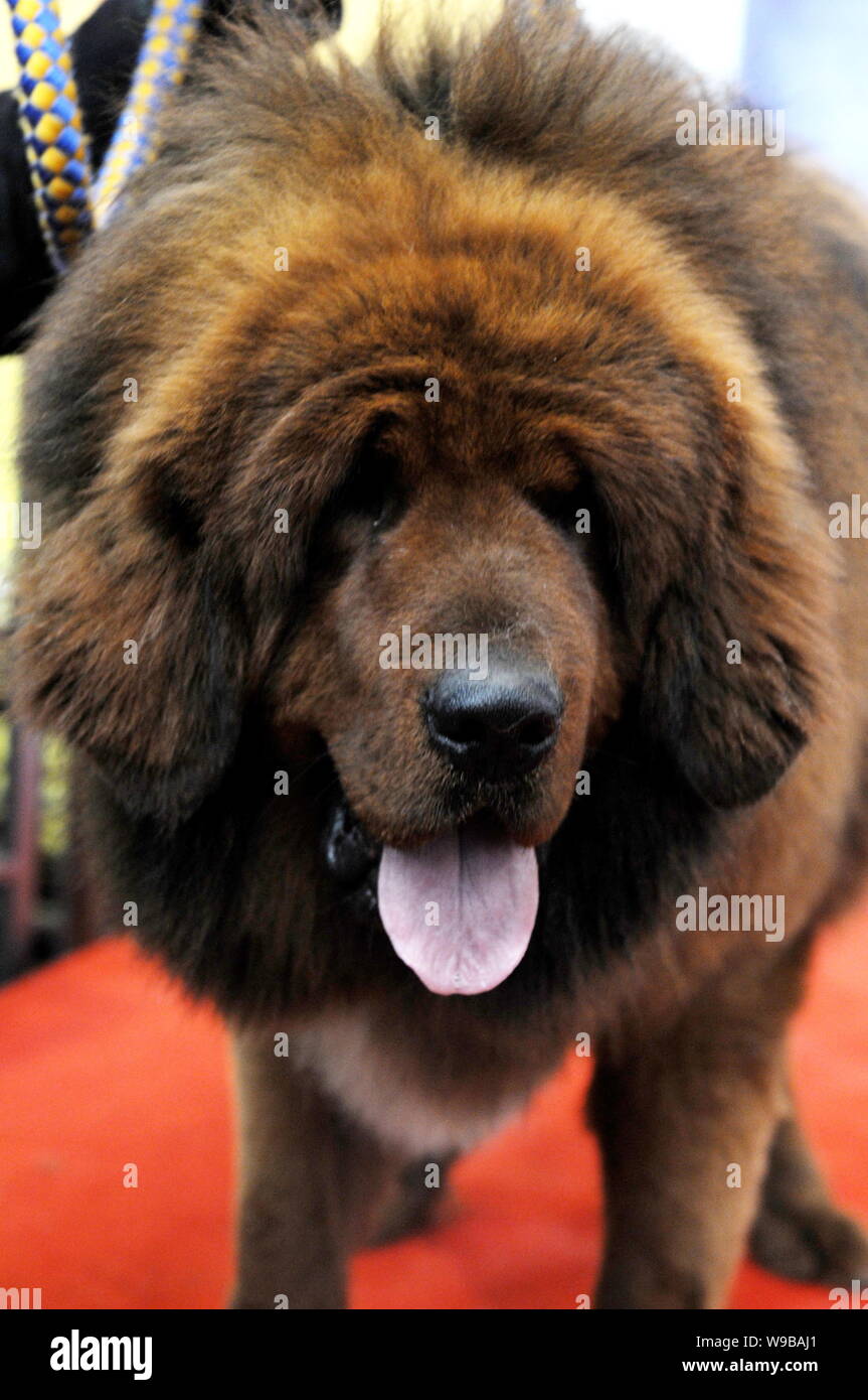Tibetan mastiff china hi-res stock photography and images - Alamy
